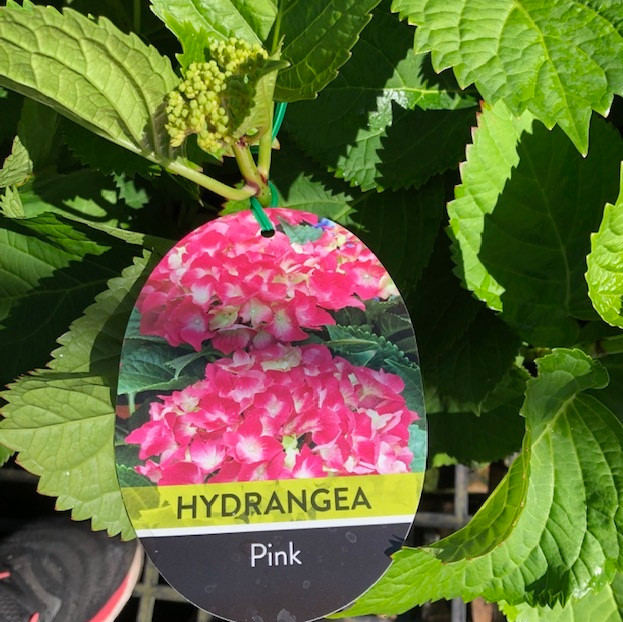 Hydrangea Macrophylla- Varieties