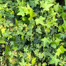 Ivy Hedera Helix