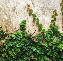 Ficus Pumila Climbing Fig