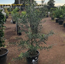 Olive - Tolley's Upright