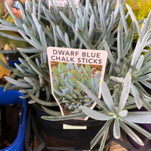 chalk stick succulent