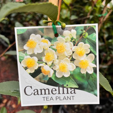 Camellia Sinensis - Tea Plant