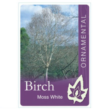 Betula Pendula - Moss White Birch