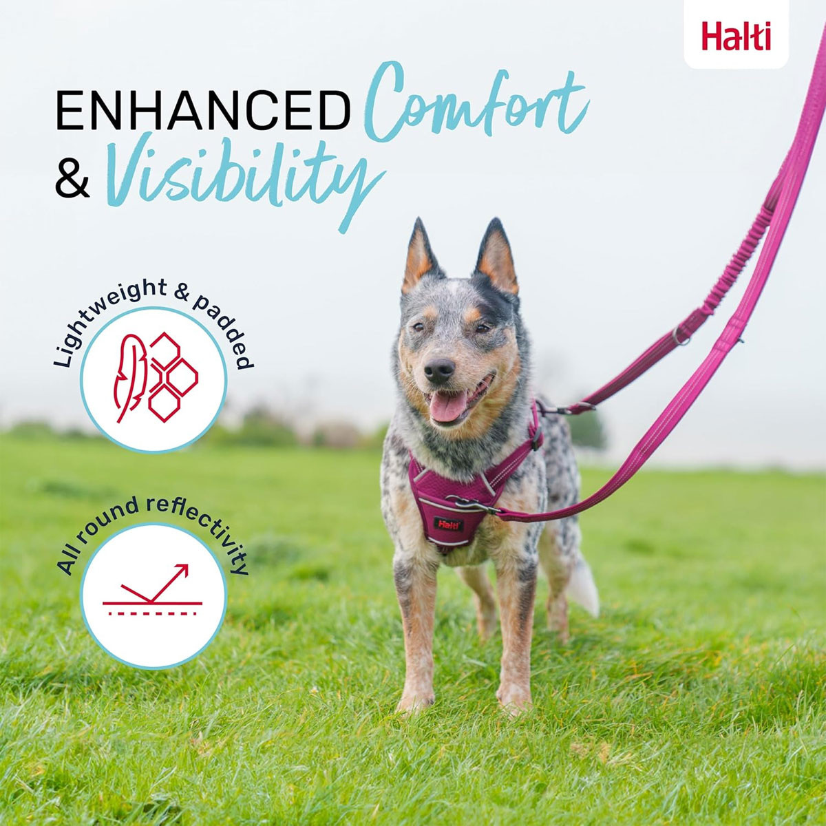 Halti Anatomy Multi Dog Lead - Grey | Charlies