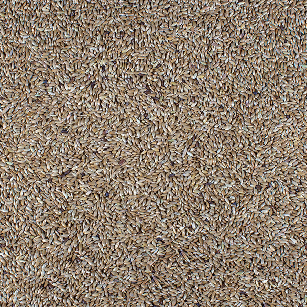 Johnston & Jeff Plain Canary Seed – 20kg | Charlies