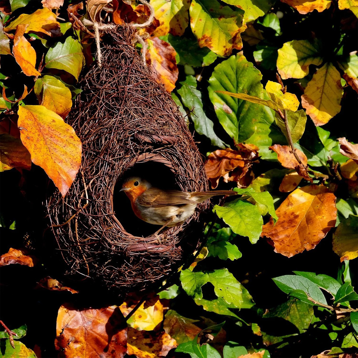 Wildlife World Giant Robin Nest Pocket | Charlies