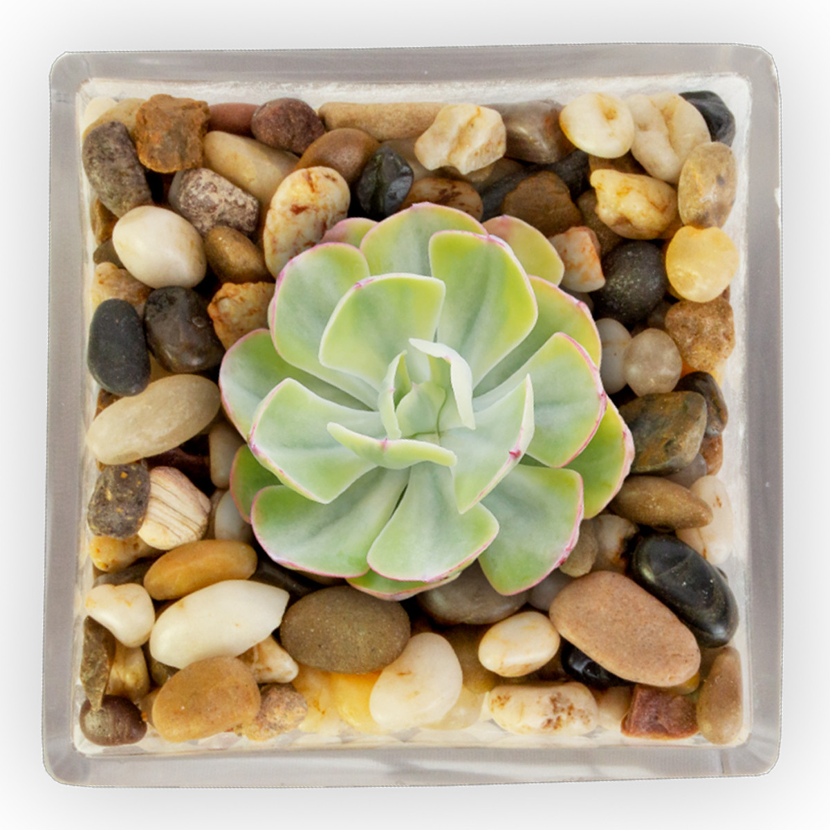 Plant Pot Toppers - Mixed River Pebbles, 2.2kg | Charlies