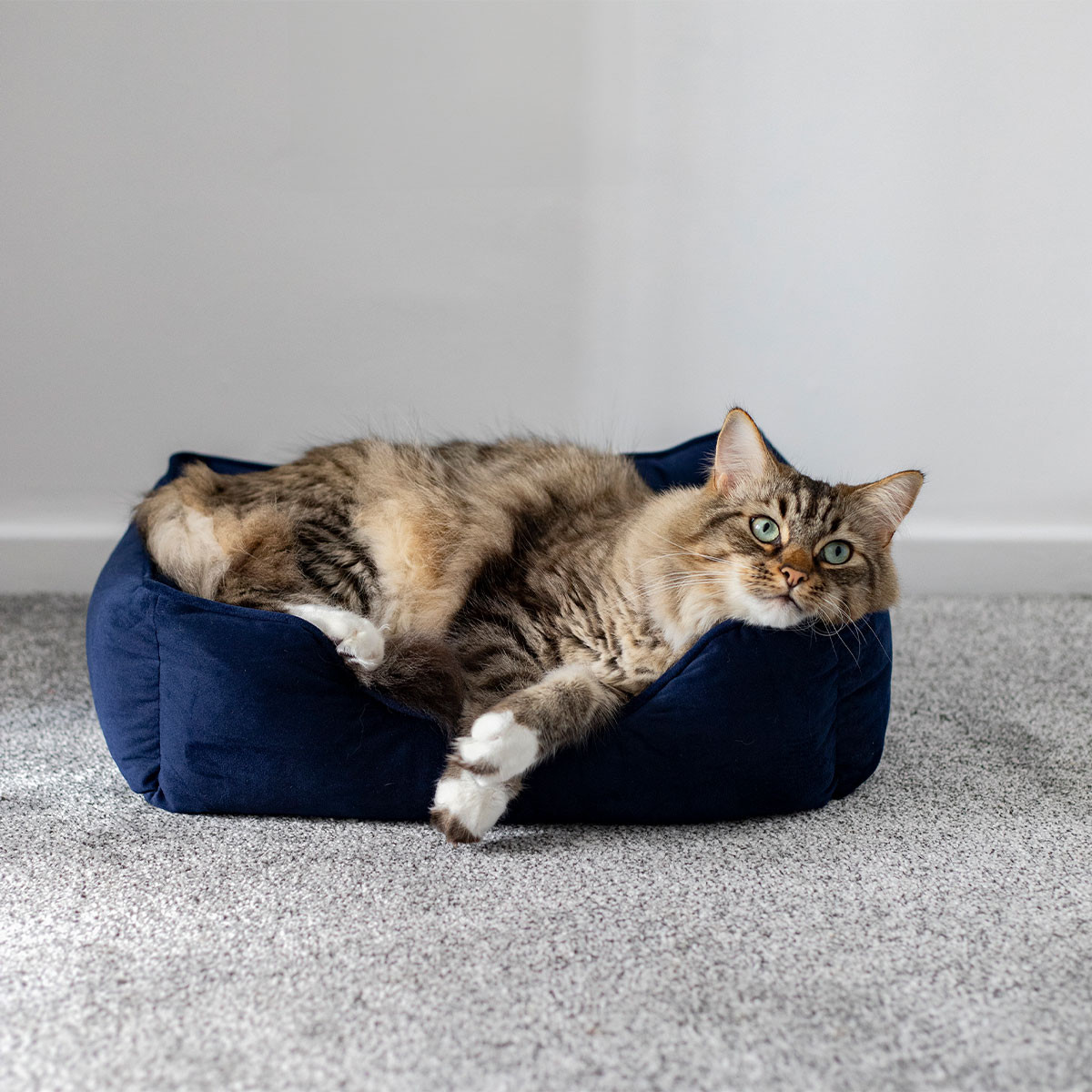 Rosewood Velvet Square Pet Bed - Navy | Charlies