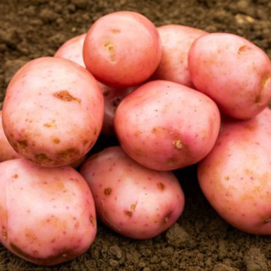 Sarpo Mira Seed Potatoes, 2kg - Maincrop | Growing | Gardening | Charlies