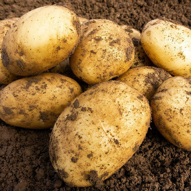 Jamieson Brothers Wilja Seed Potatoes, 2kg - Second Early | Charlies