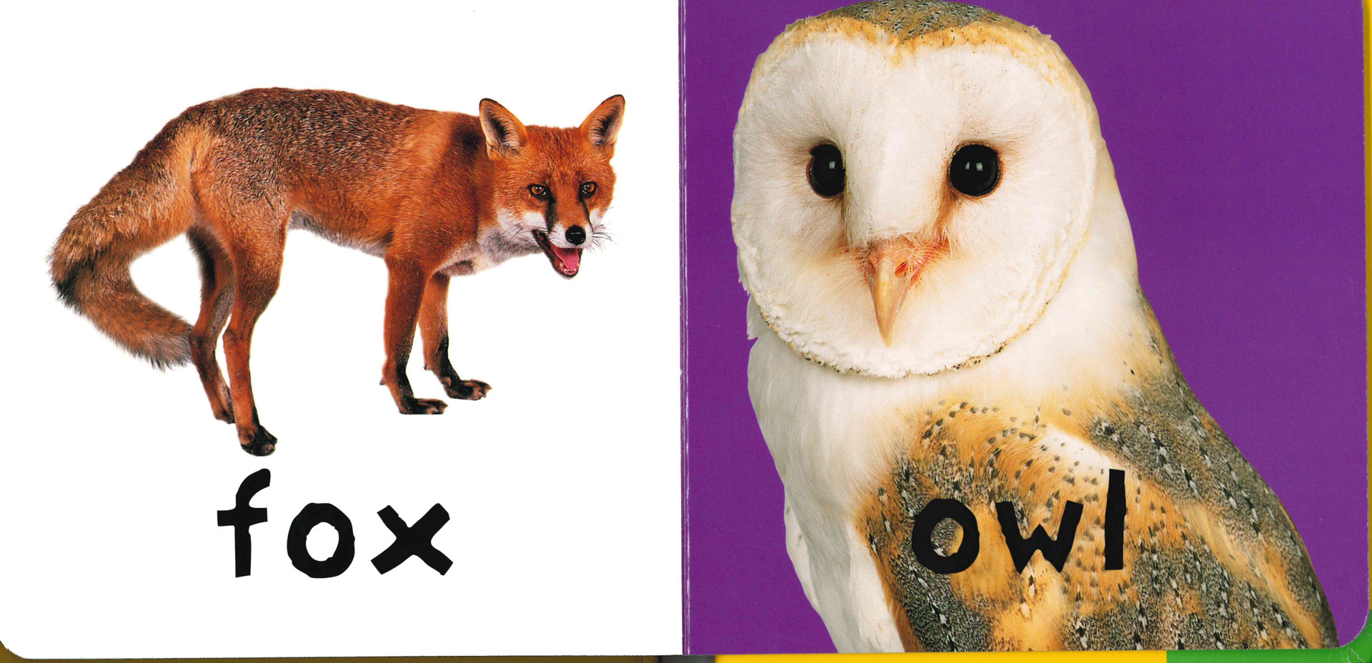 Animals (Board Book) - Books By The Bushel