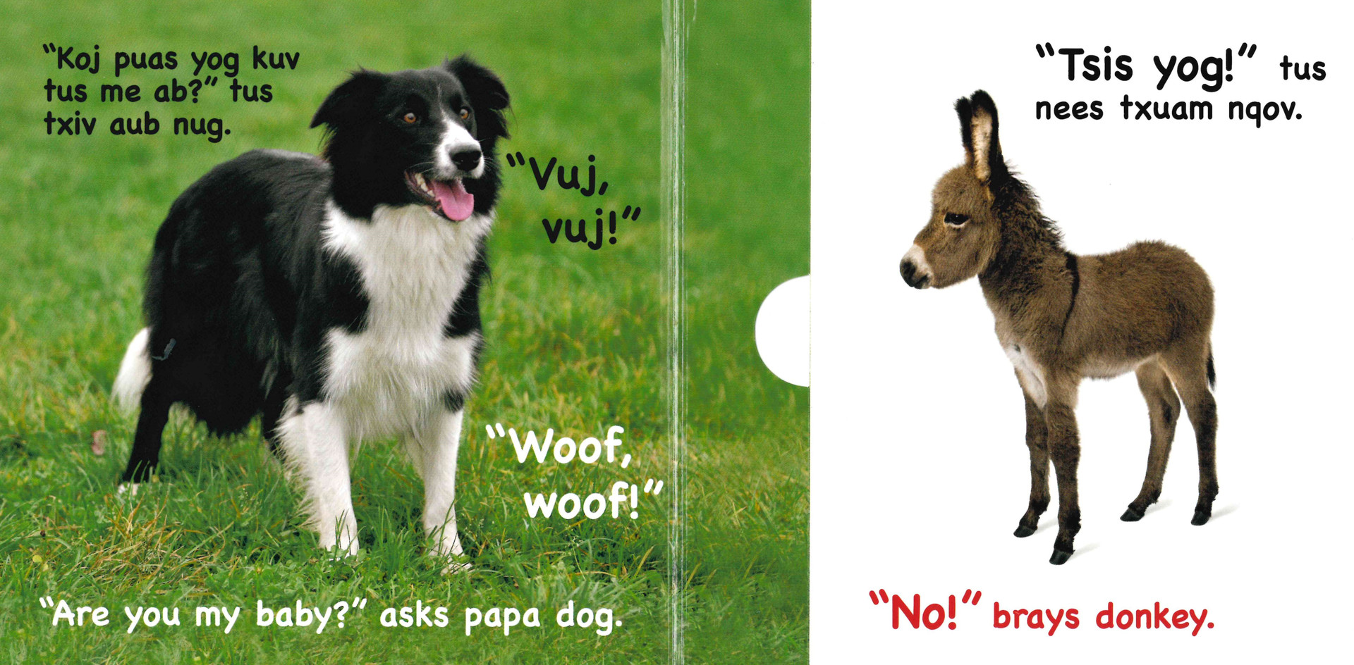 Are You my Baby? ( Portuguese/English) (Board Book) - Books By The Bushel
