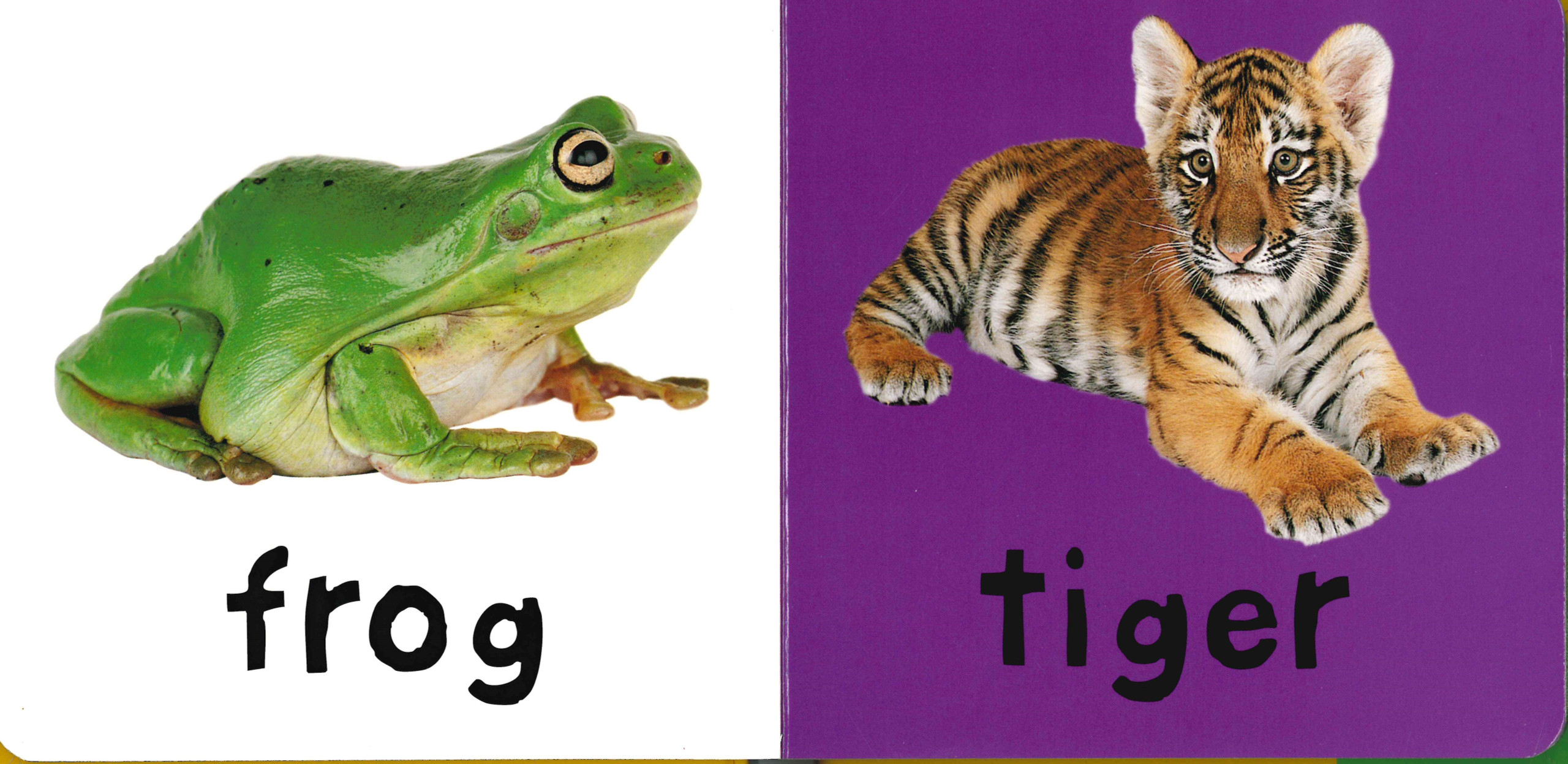 Animals (Board Book) - Books By The Bushel