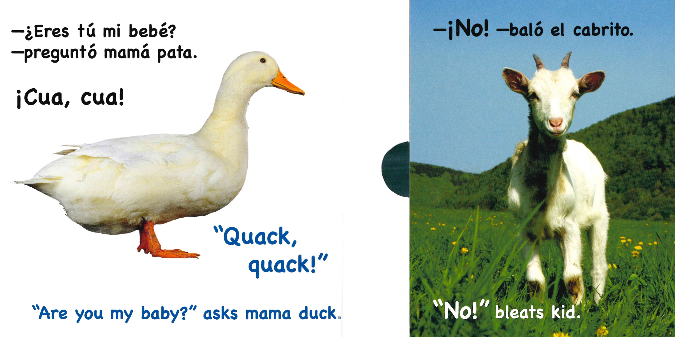 Are You my Baby? ( Portuguese/English) (Board Book) - Books By The Bushel