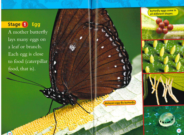 Shop by Subject - Real Pictures - Page 1 - Books By The Bushel, LLC.