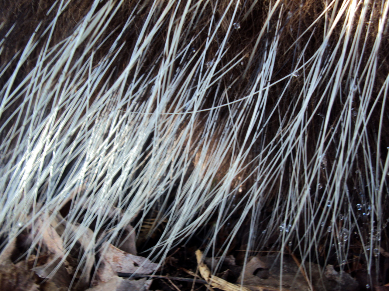 White Fox Fur and Feather / American Porcupine Guard Hairs- Fly Tying ...