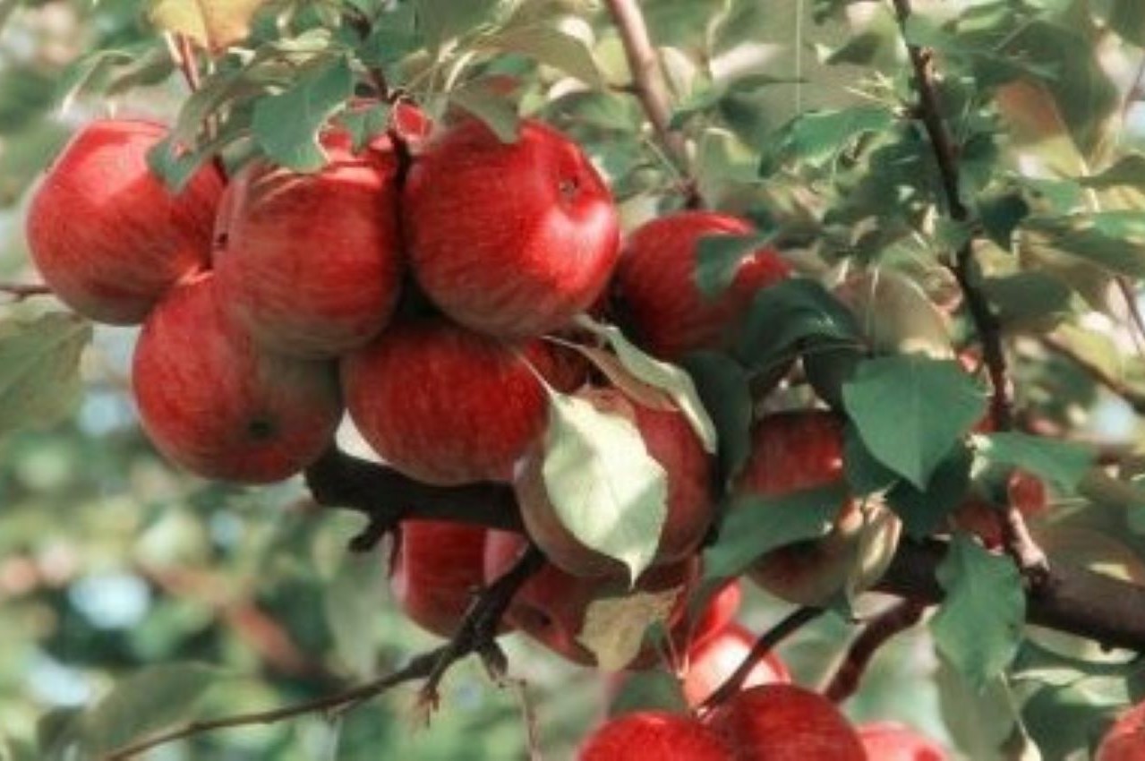 Craft Cider: How It’s Like (and Unlike) Craft Beer - Brewery Gaskets