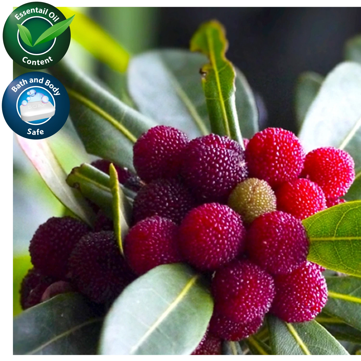 Bayberry Fragrance