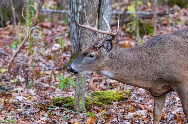 Deer Hunting Tips: Basic, but Tried and True - Fatigues Army Navy ...