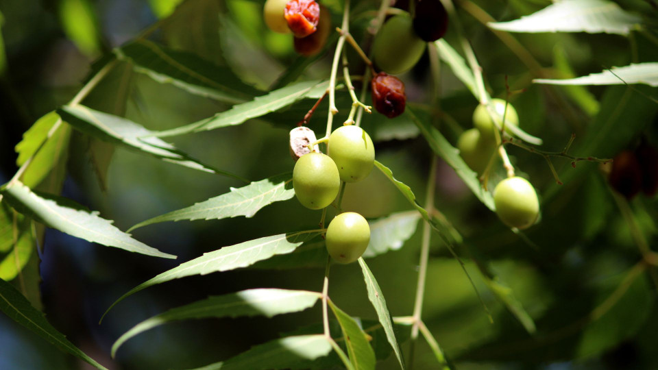 Blog - All About Neem