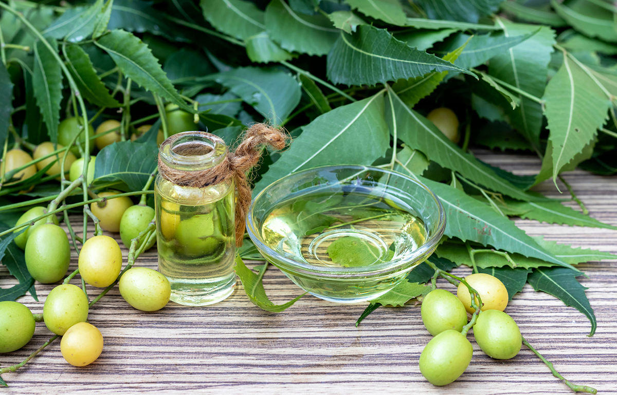 Neem: The Healing Tree with Ayurveda Origins - All About Neem