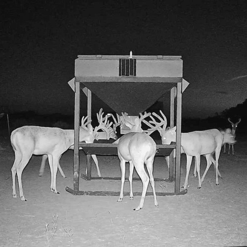 ASF TRIO FEEDER - Los Cazadores