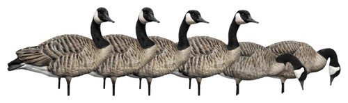 Avian-X AXP Full-Body Canada Goose Honkers - 6 Pack - Dance's Sporting ...