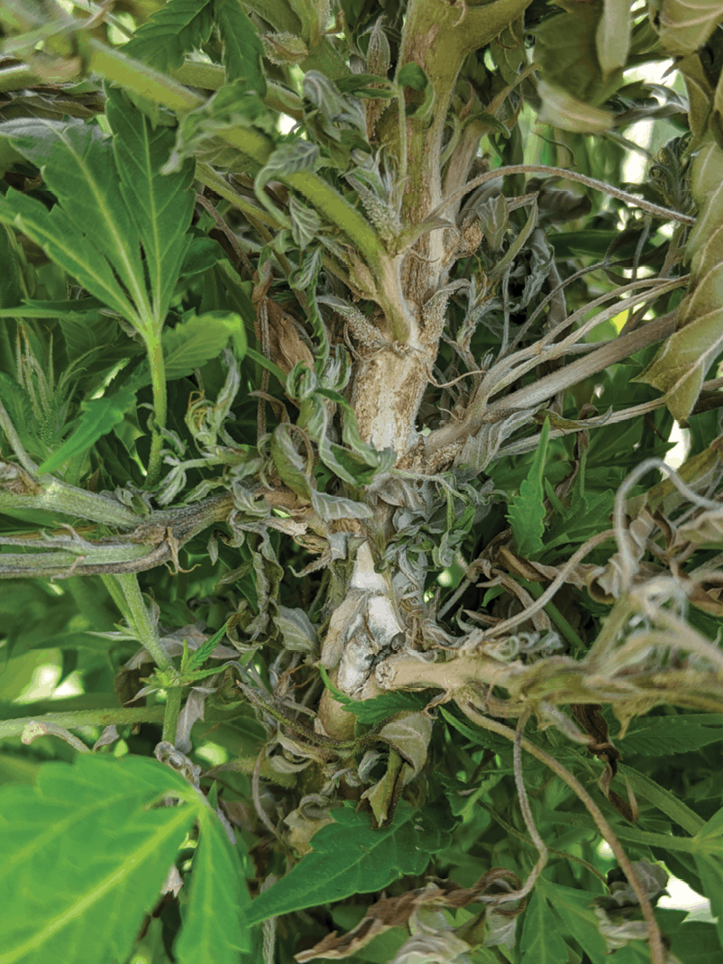 Diagnose and Prevent White Mold in Cannabis - VivaGrow!