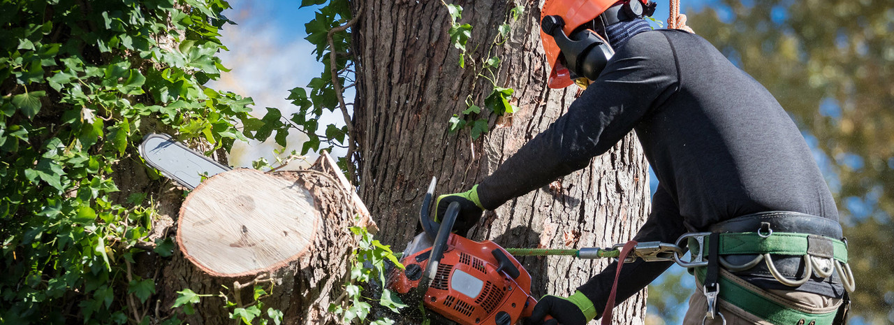 What Equipment Does an Arborist Use? - Bishop Lifting