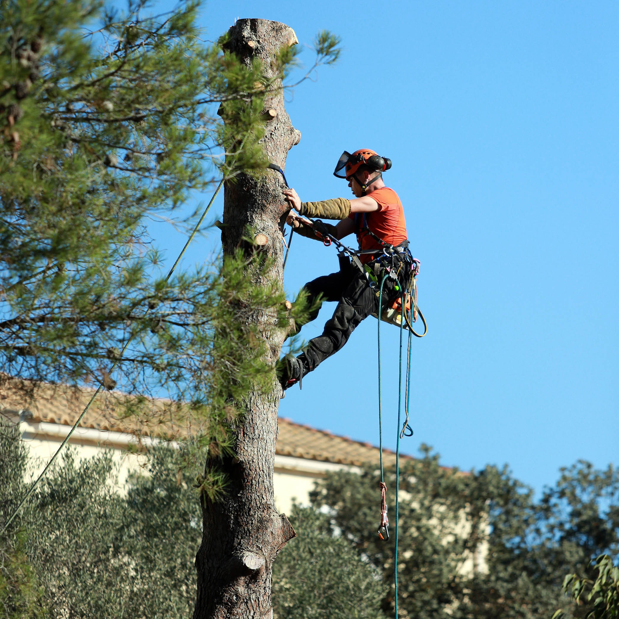 What equipment do you need to climb a tree? - Bishop Lifting