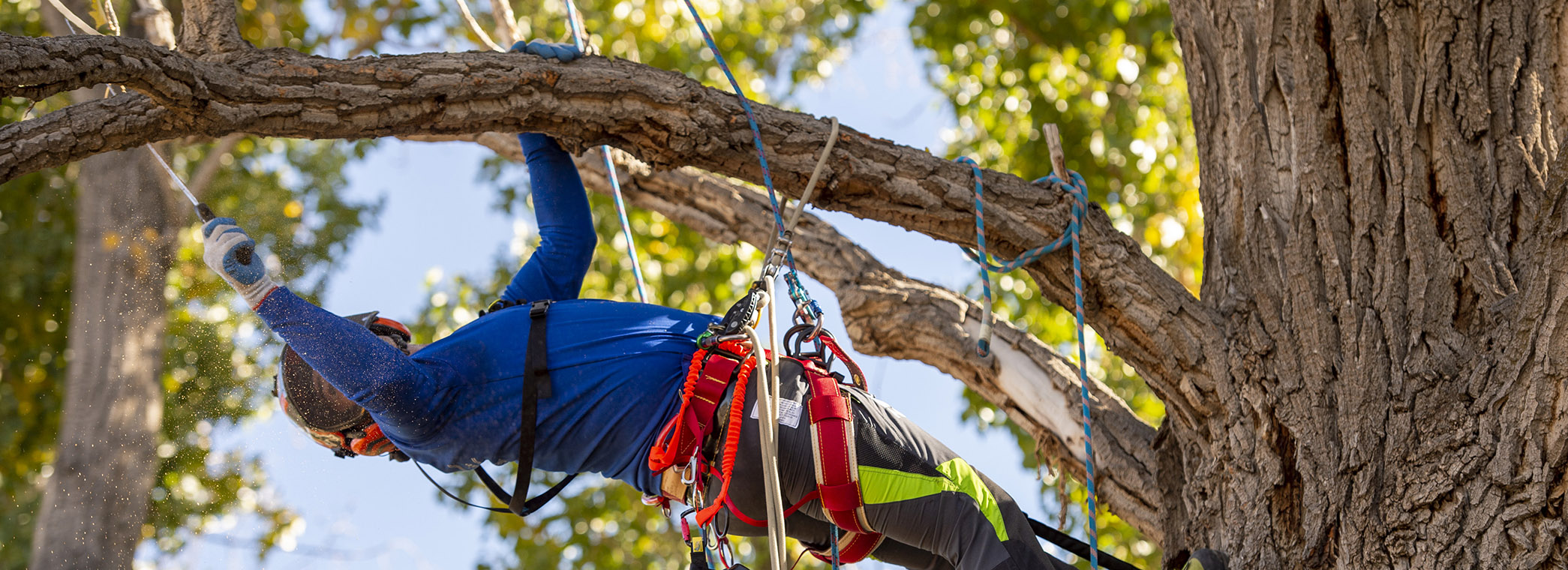 What do arborists use to climb trees? - Bishop Lifting