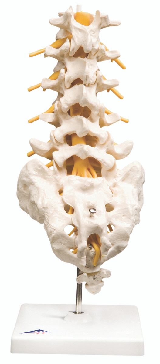 3B Scientific, lumbar spine column, lumbar spine with nerve roots ...