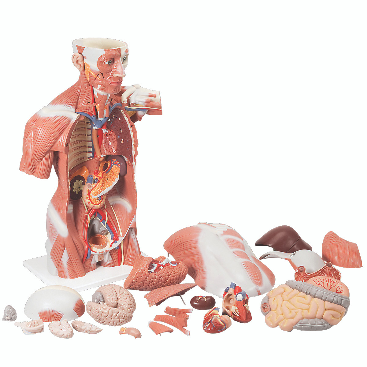 Anatomical Muscle Torso Model, 27-Part with 3B Smart Anatomy For Sale