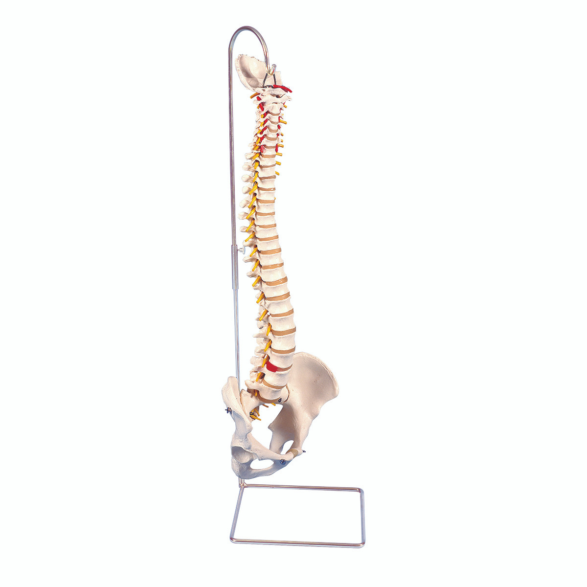 Highly Flexible Spine with Male Pelvis (without stand), 3B Smart Anatomy