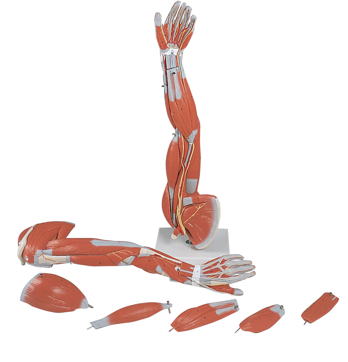 Human Arm Model, 6-Part ‚ÄúRegular‚Äù Muscular Arm by 3B Scientific
