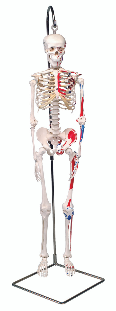 Shorty the Mini Skeleton with Muscles on Hanging Stand For Sale