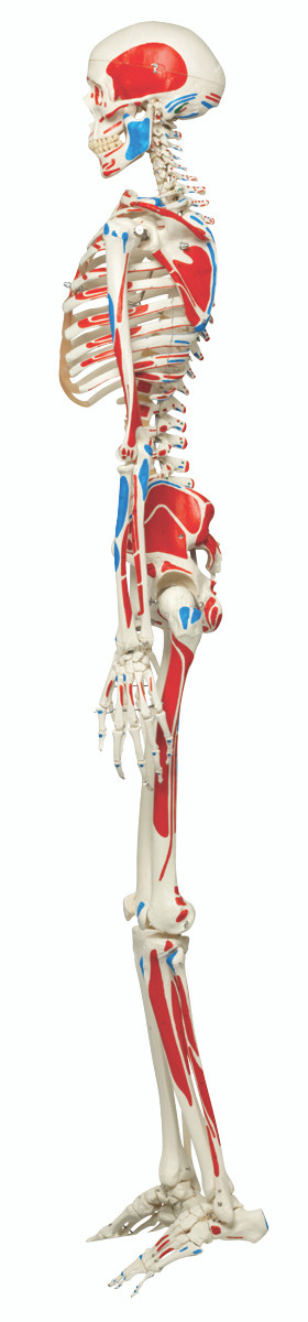 Muscle Labeled Skeleton on Roller Stand ‚Äì Max The Muscle Skeleton