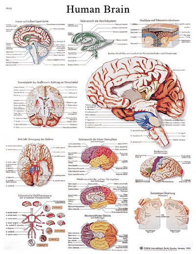 Anatomical Chart - the human brain, laminated For Sale