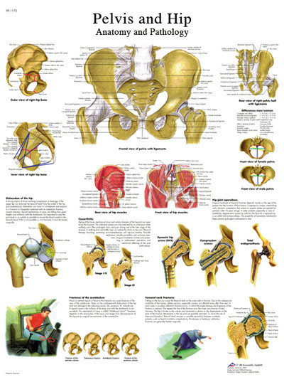 Anatomical Chart - The hip & pelvis, laminated For Sale