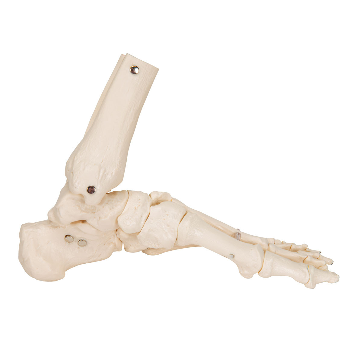 3B Scientific Anatomical Foot and Ankle Skeleton Model
