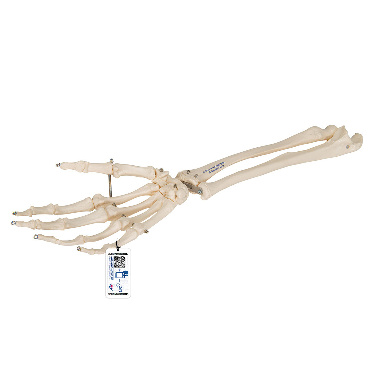 Human Hand Skeleton Model with Ulna and Radius - Wire Mounted Buy Now