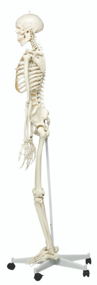 Classic Full Body Skeleton on Roller Stand ‚Äì 3B Smart Anatomy Included