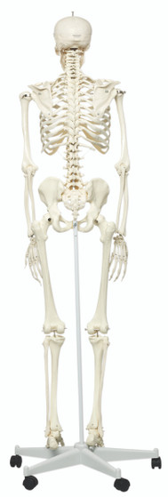 Classic Full Body Skeleton on Roller Stand ‚Äì 3B Smart Anatomy Included