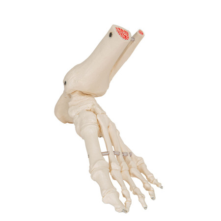 3B Scientific Anatomical Foot and Ankle Skeleton Model