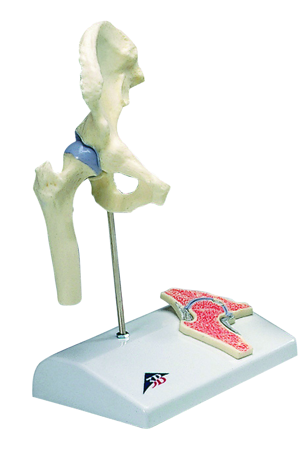 Mini Hip Anatomical Model - Bone Cross Section with 3B Smart Anatomy
