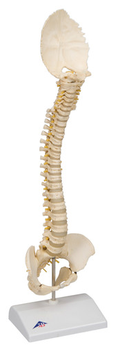 Pediatric Anatomical Spine Model, 3B Smart Anatomy