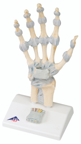 3B Scientific Human Hand Anatomical Model | ProHealthcareProducts