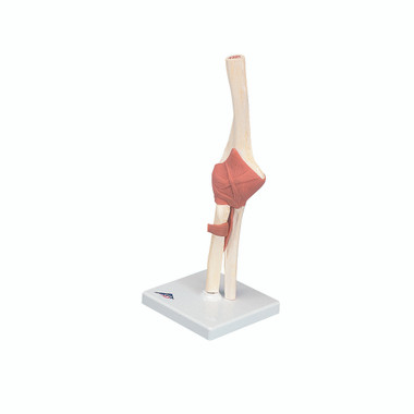 Human Anatomy: Deluxe Functional Elbow Joint Model with 3B Smart Anatomy