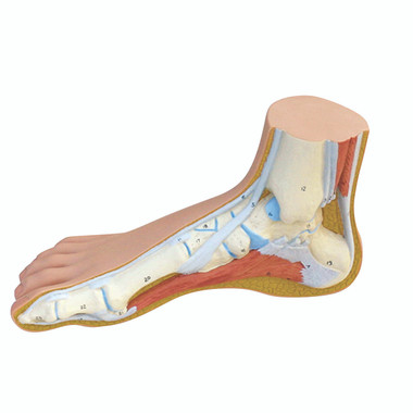 Normal Anatomical Foot Model, 3B Smart Anatomy Included