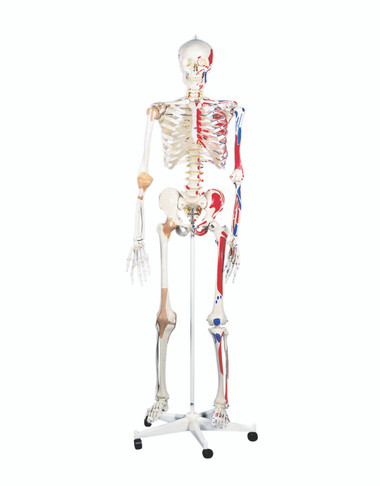Super Skeleton on Roller Stand ‚Äì Sam the Super Skeleton - Full Body